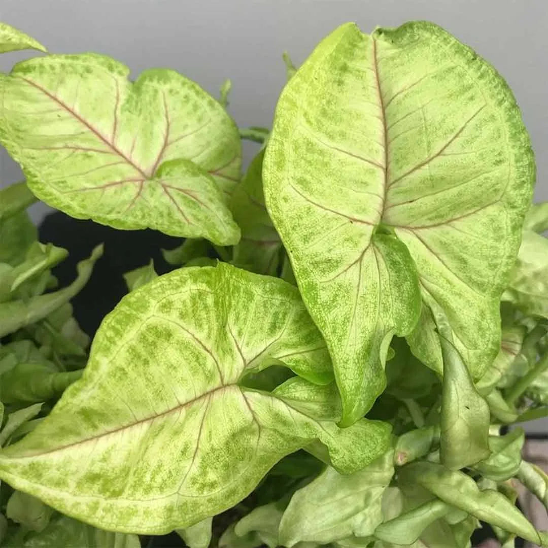 Syngonium Podophyllum : Classic Golden Allusion plant – Santhi Online ...