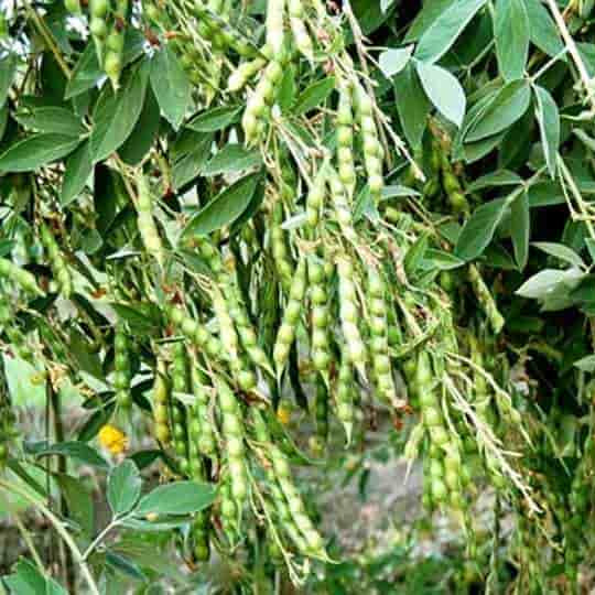 Mara thuvarai seeds - Red gram (Tree habit) – Santhi Online Plants