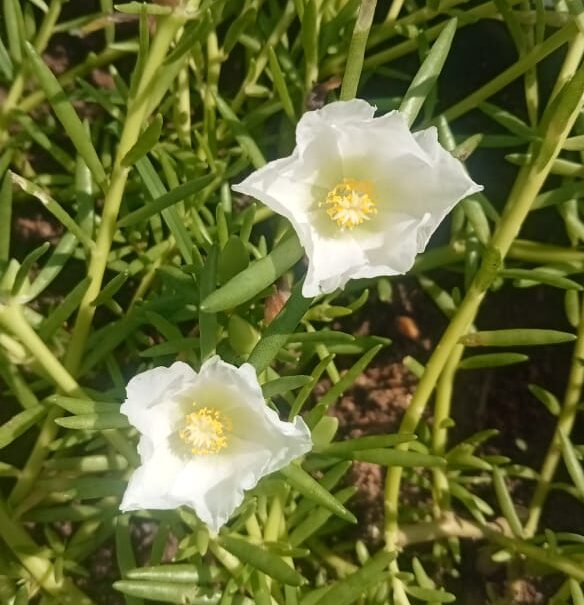 Portulaca Tiara white plant – Santhi Online Plants